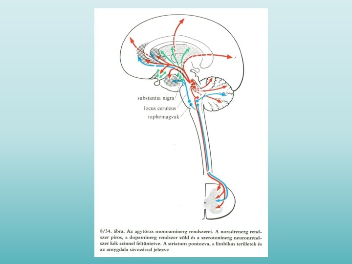Formatio reticularis Monoaminerg rendszerek Semmelweis Egyetem OK Anatmiai