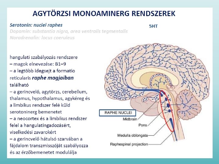 Formatio reticularis Monoaminerg rendszerek Semmelweis Egyetem OK Anatmiai