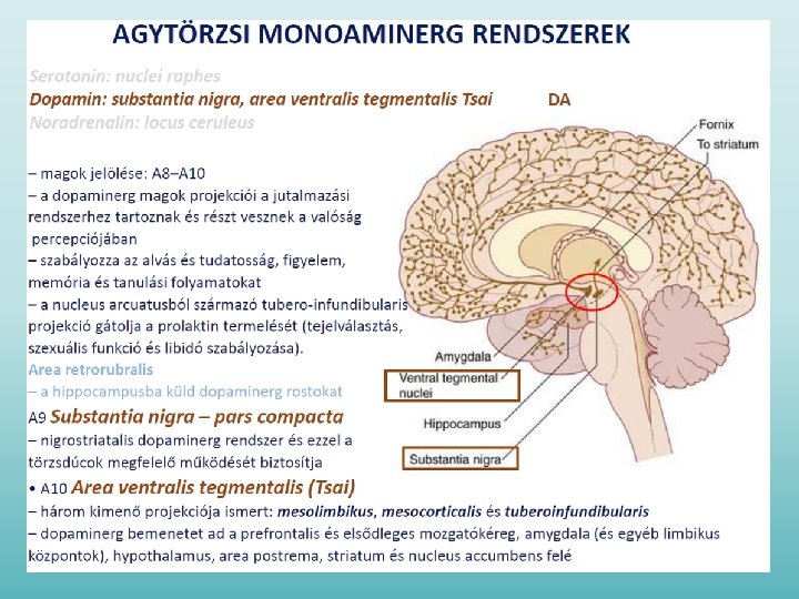 Formatio reticularis Monoaminerg rendszerek Semmelweis Egyetem OK Anatmiai