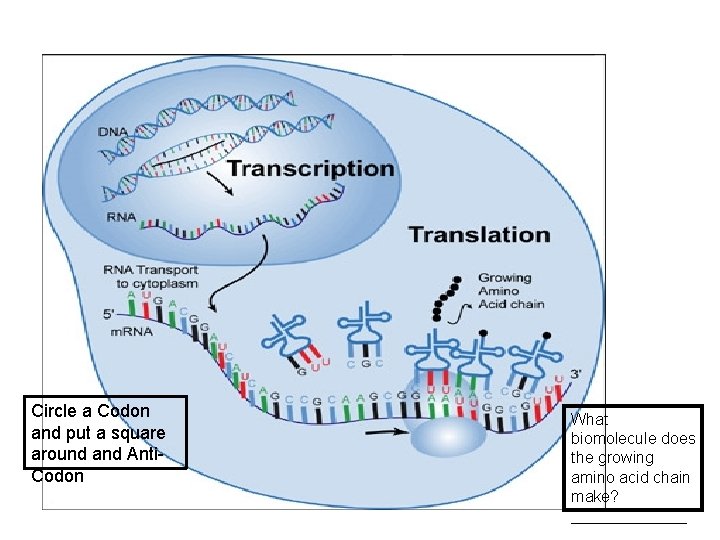 Molecular Genetics and Biotechnology What is DNA Main