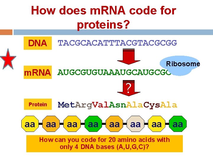 Molecular Genetics and Biotechnology What is DNA Main