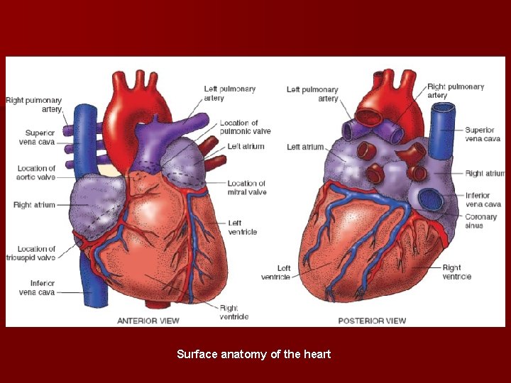 Assessment of the Cardiovascular System Surface anatomy of