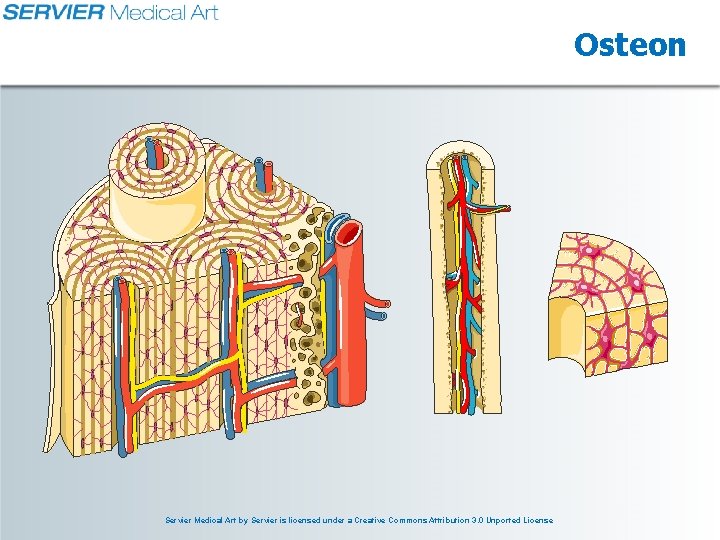 A service provided to medicine by Bone structure