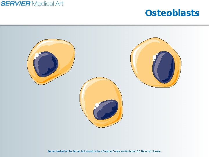 A service provided to medicine by Bone structure