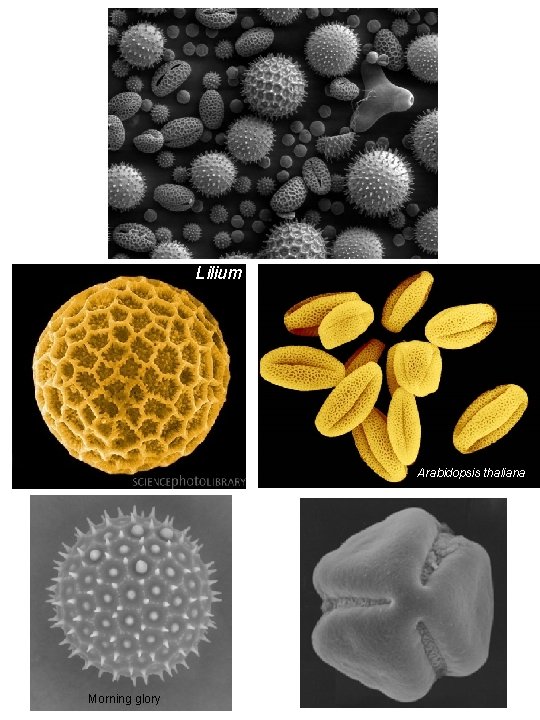 The Flower Sterile and fertile reproductive organs borne