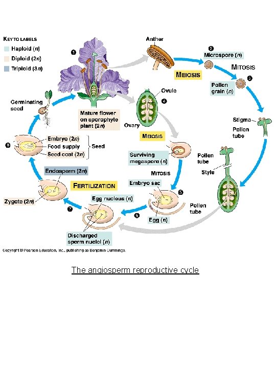 The Flower Sterile and fertile reproductive organs borne