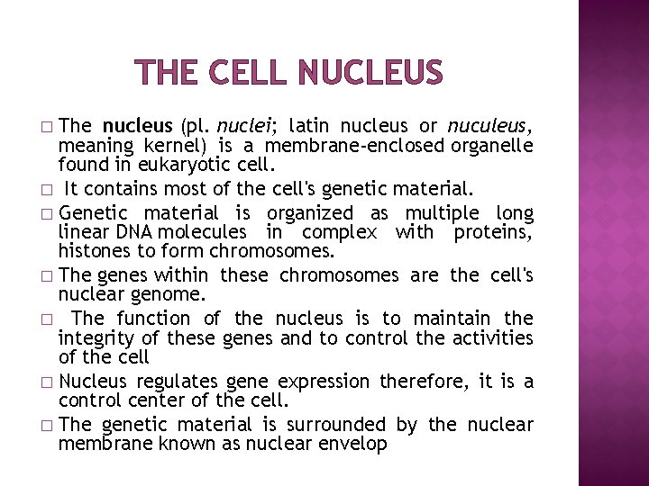 THE CELL NUCLEUS The nucleus pl nuclei latin