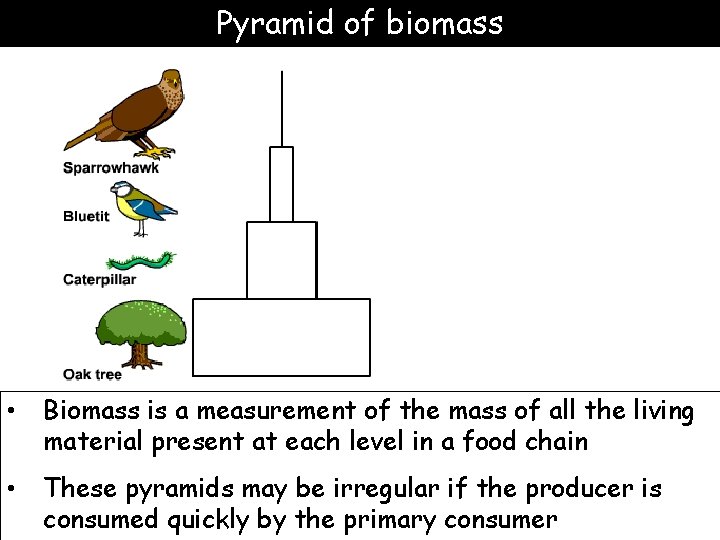 Biology Energy In Ecosystems 1 Roles of Organisms