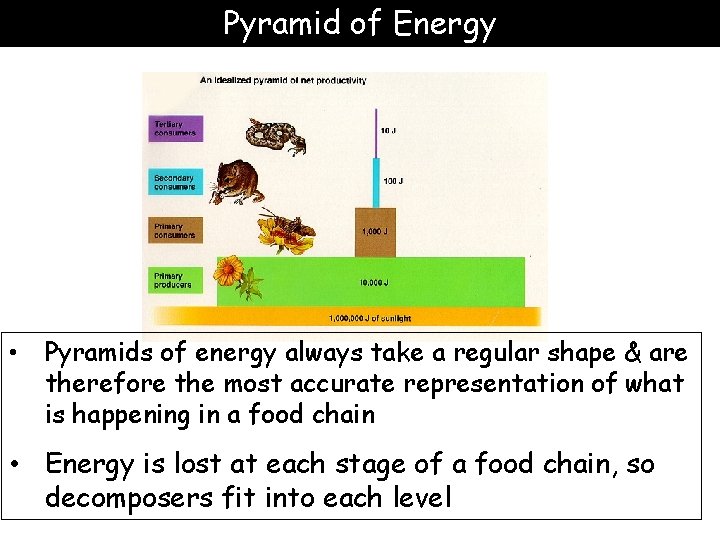 Biology Energy In Ecosystems 1 Roles of Organisms