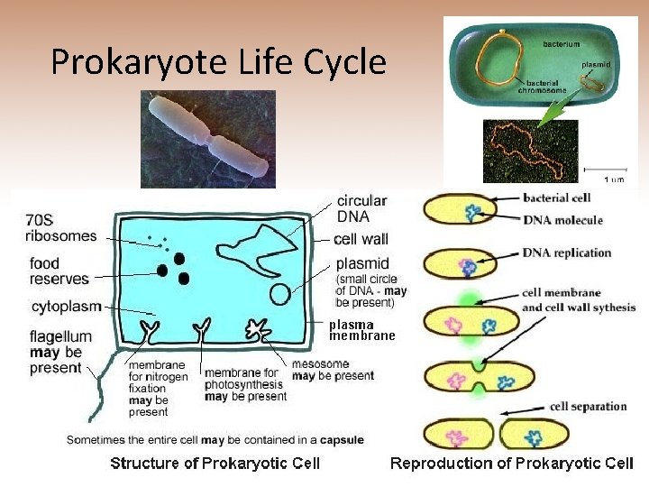 Chapter 4 From Molecules to Cells and the