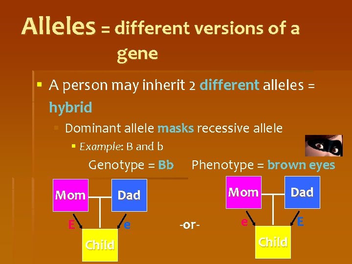 Learning Target Determine the relationship between DNA genes