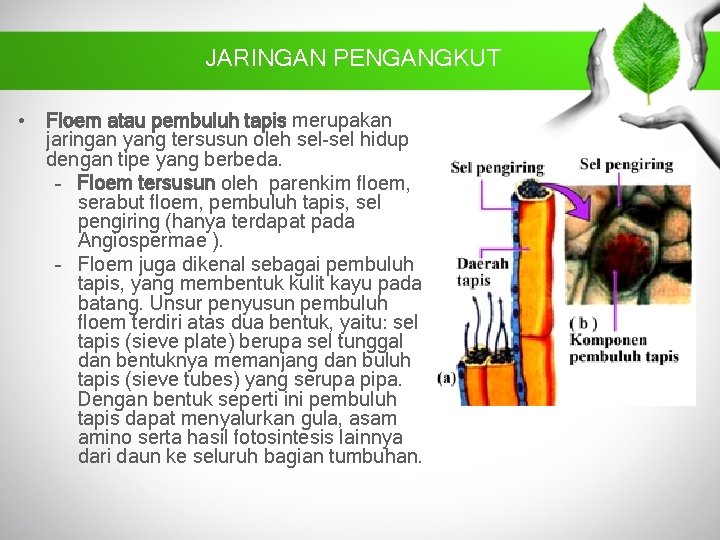 Struktur dan fungsi jaringan dan organ tumbuhan Respirasi
