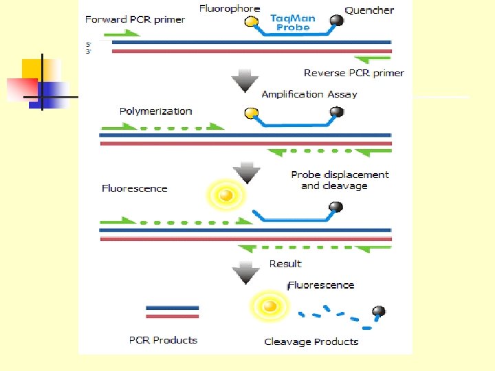 Virological Tests An Overview Diagnostic Methods in Virology