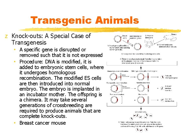 Chapter 7 Animal Biotechnology Animals in Research Animals
