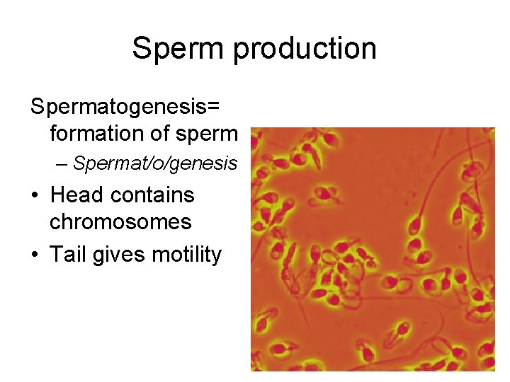 Chapter 9 Male Reproductive System Andromale Andropathy Diseases
