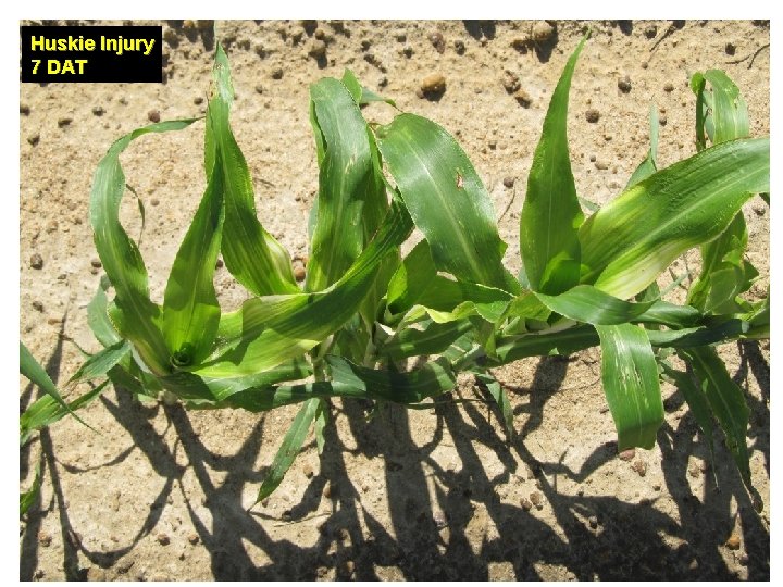 GRAIN SORGHUM WEED CONTROL UPDATE 2014 Berrien Co