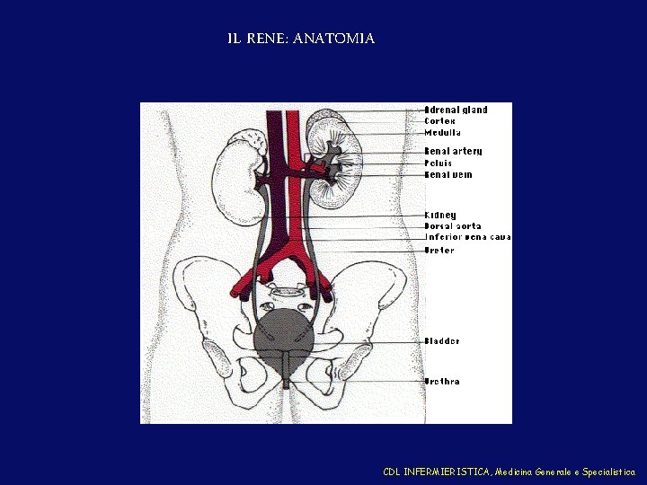 Cd L in INFERMIERISTICA Medicina Generale e Specialistica