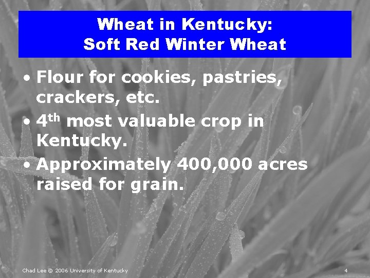 Wheat Growth and Development Presentation by Chad Lee