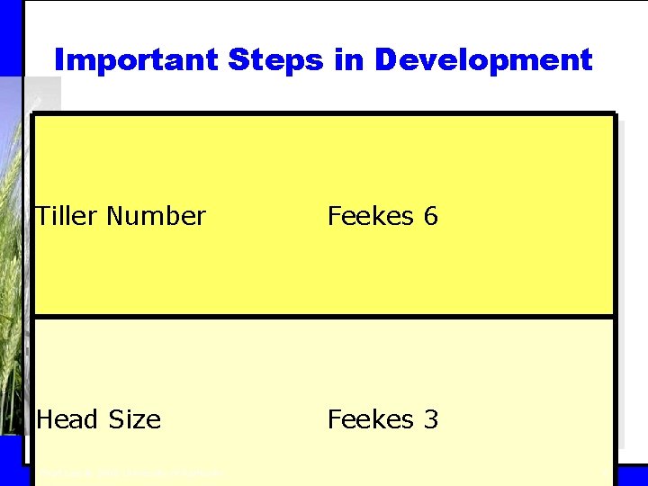 Wheat Growth and Development Presentation by Chad Lee