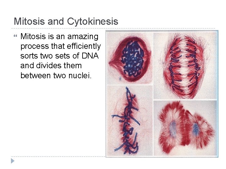 Cell Growth and Division The Cell Cycle The
