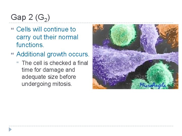 Cell Growth and Division The Cell Cycle The