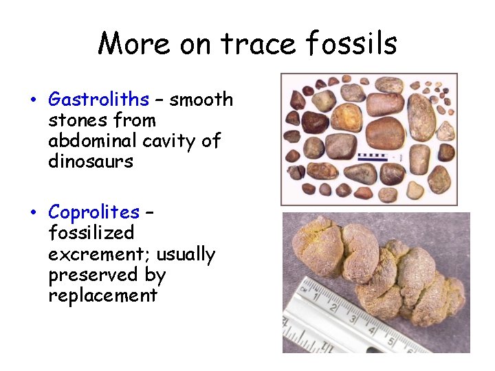 HOW IS A FOSSIL FORMED 1 Sediment 2
