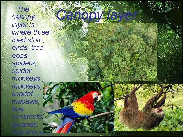 The Tropical Rainforest By Anthony Espinoza and David
