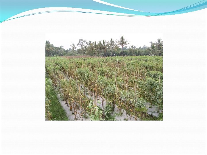 IDENTIFIKASI KLASIFIKASI DAN TAKSONOMI BAKTERI BEBERAPA CARA IDENTIFIKASI