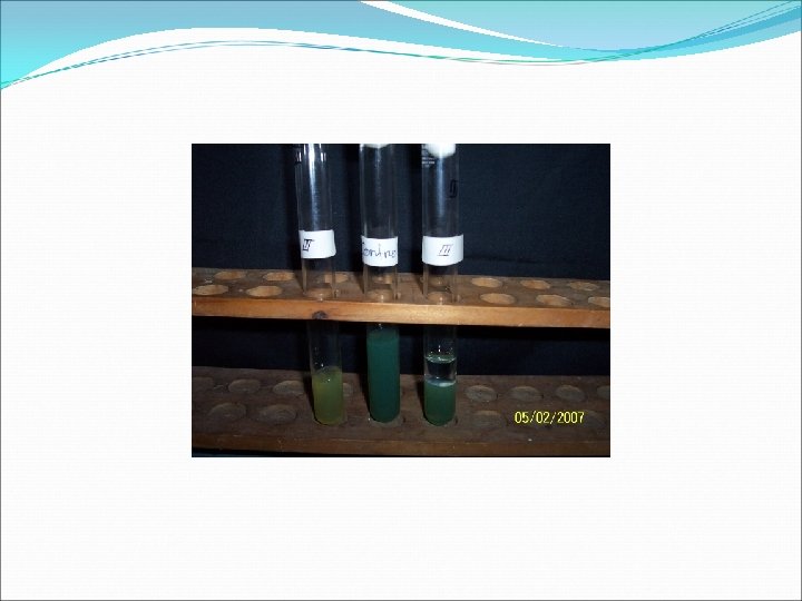 IDENTIFIKASI KLASIFIKASI DAN TAKSONOMI BAKTERI BEBERAPA CARA IDENTIFIKASI