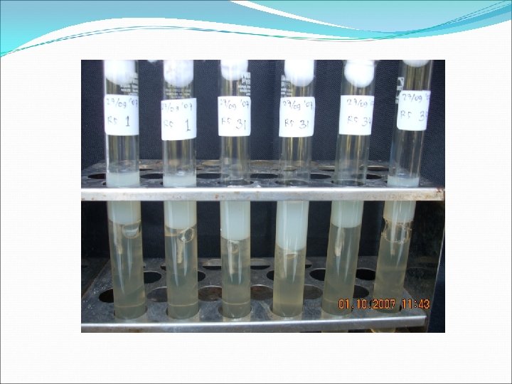 IDENTIFIKASI KLASIFIKASI DAN TAKSONOMI BAKTERI BEBERAPA CARA IDENTIFIKASI