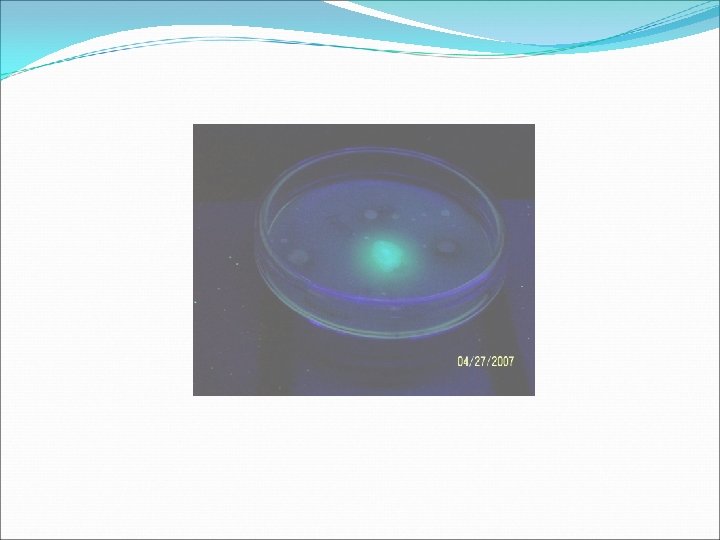 IDENTIFIKASI KLASIFIKASI DAN TAKSONOMI BAKTERI BEBERAPA CARA IDENTIFIKASI