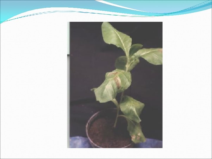 IDENTIFIKASI KLASIFIKASI DAN TAKSONOMI BAKTERI BEBERAPA CARA IDENTIFIKASI