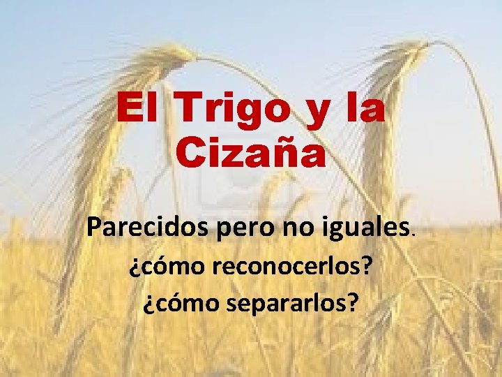 El Trigo y la Cizaa Parecidos pero no