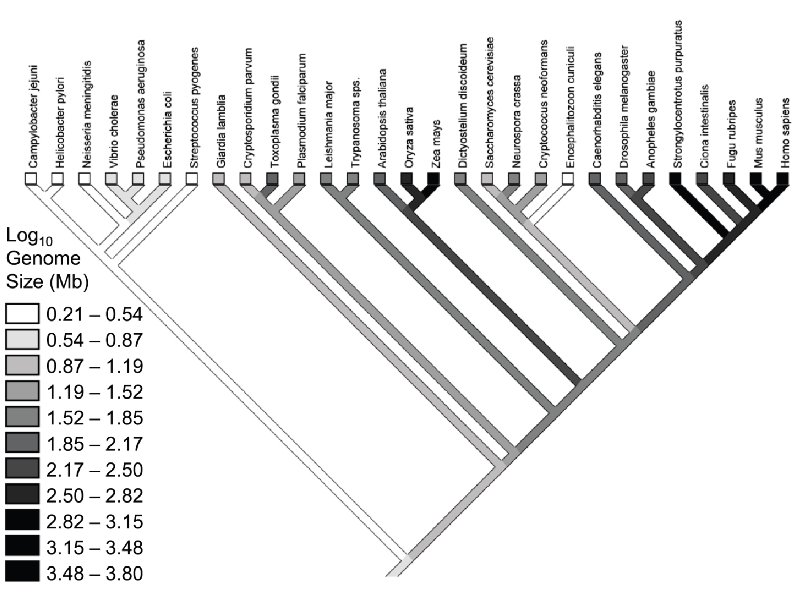 PLANT OF THE DAY Paris japonica native of