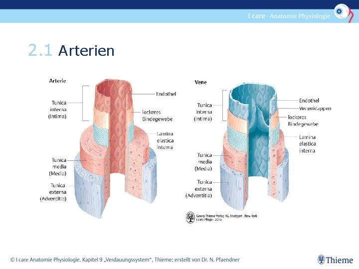 Kreislauf und Gefsystem Im berblick 1 2 3
