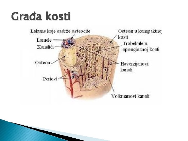 KINEZIOLOKE KARAKTERISTIKE KOSTIJU I ZGLOBOVA Graa tela Graa