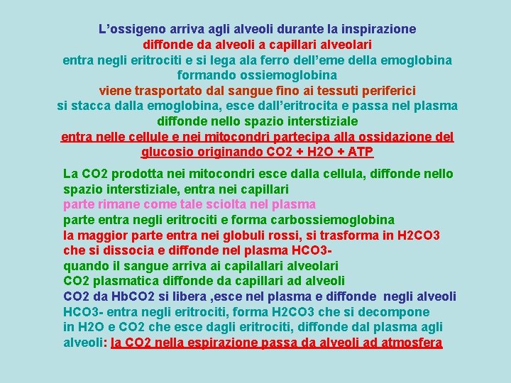 Fisiologia apparato respiratorio Bronco principale destro trachea Bronco