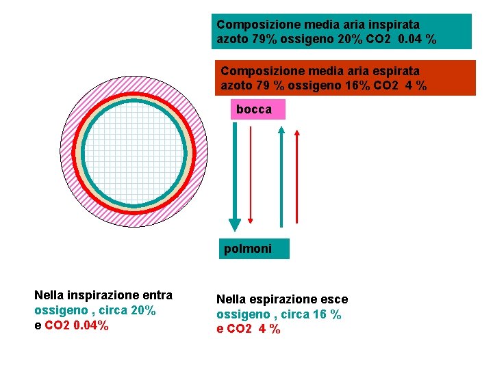 Fisiologia apparato respiratorio Bronco principale destro trachea Bronco