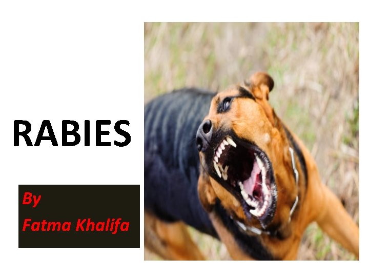 RABIES By Fatma Khalifa Synonyms Lyssa Hydrophobia Rabies