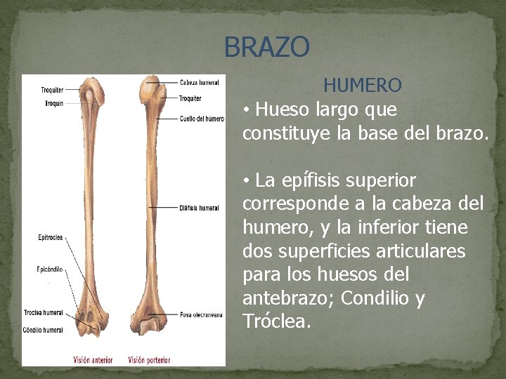 SISTEMA OSEO LCDA Ana Hernndez En trminos biolgicos