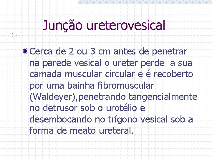 Anatomia urolgica Trato urinrio superior e inferior Anatomia
