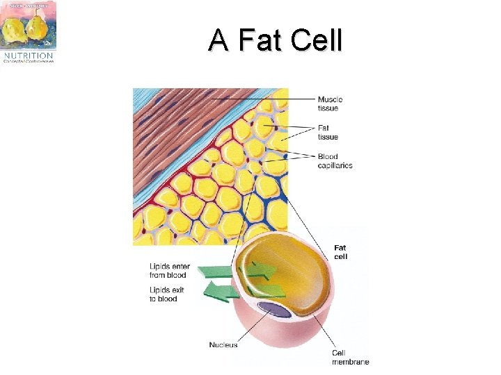 Chapter 5 The Lipids Fats Oils Phospholipids and