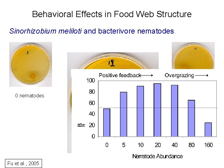 The Importance of Nematodes in Ecosystems and as