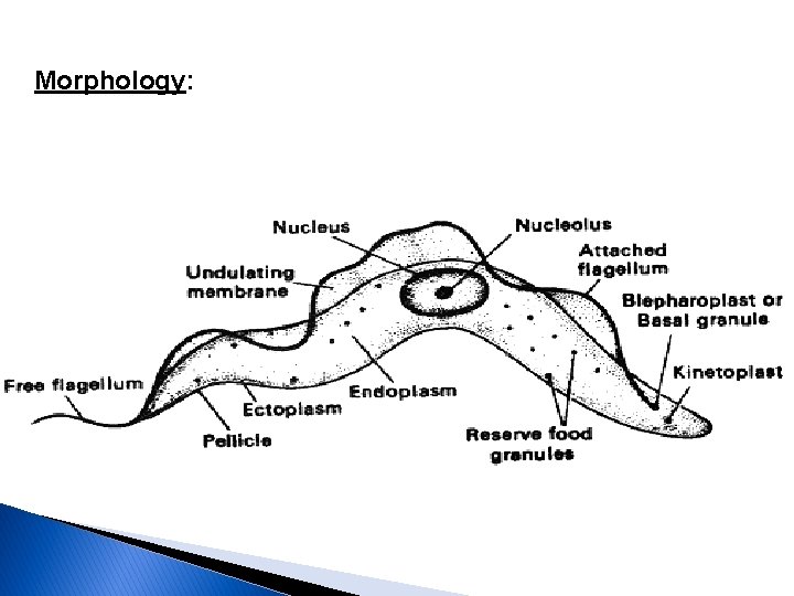 Protozoa CLASS ZOOMASTIGOPHOREA Absence of chromatophores chloroplasts ...