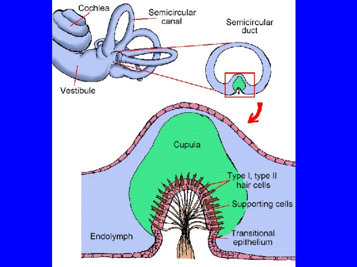 Anatomy and Physiology of Balance Vestibular Hair Cells