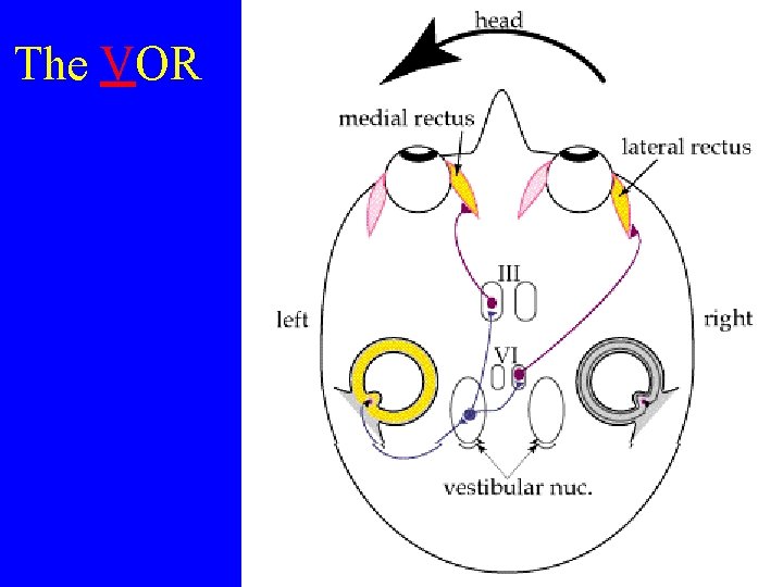 Anatomy and Physiology of Balance Vestibular Hair Cells