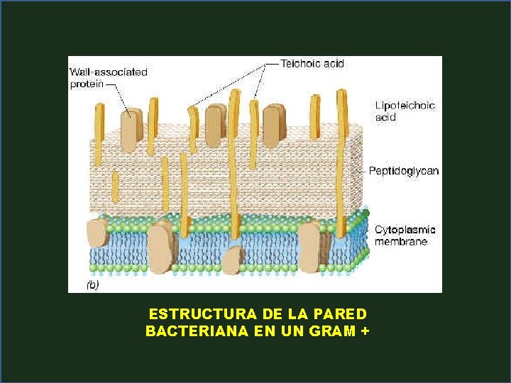 INTRODUCCIN A LOS ANTIMICROBIANOS ANTIBITICOS PENICILINAS CONCEPTO DE