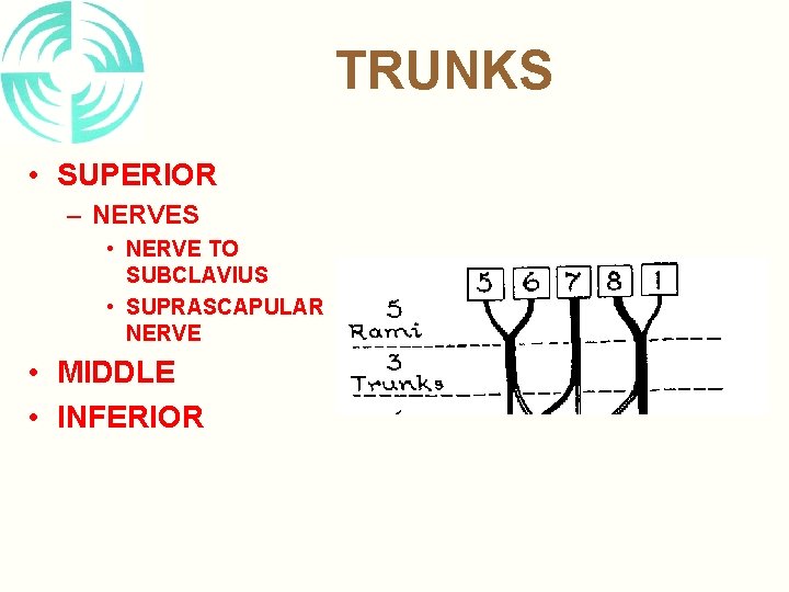 THE BRACHIAL PLEXUS WHAT IS A PLEXUS BRACHIAL