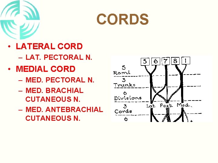 THE BRACHIAL PLEXUS WHAT IS A PLEXUS BRACHIAL
