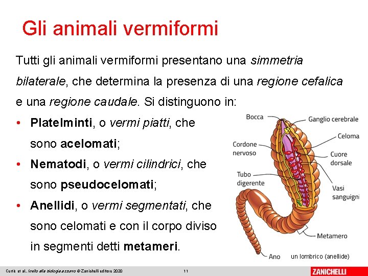 H Curtis N S Barnes A Schnek A